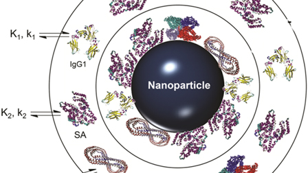 A protein corona primer for physical chemists | The Journal of Chemical ...