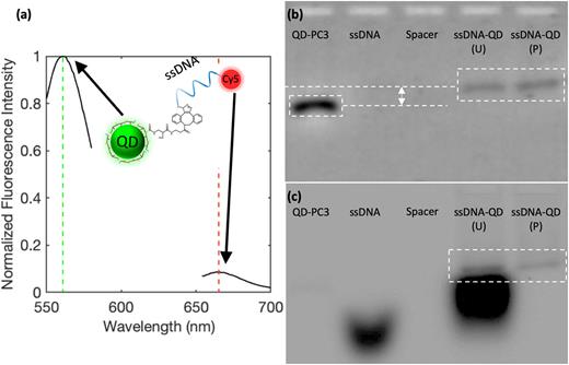 Compact quantum dot surface modification to enable emergent behaviors ...