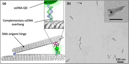 Compact quantum dot surface modification to enable emergent behaviors ...
