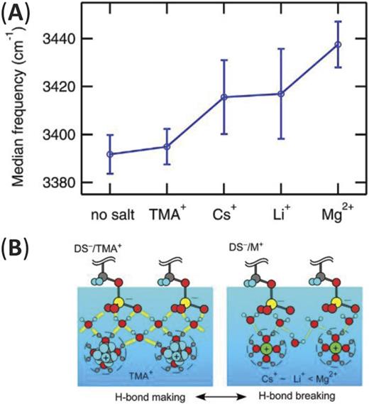 How cations affect the electric double layer and the rates and ...