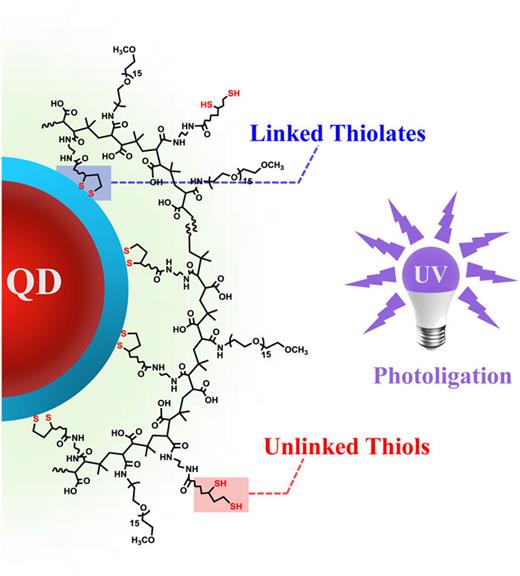 The dual–function of lipoic acid groups as surface anchors and ...