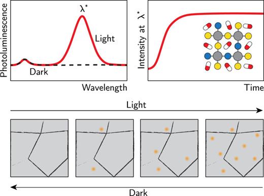 Photoinduced phase separation in the lead halides is a polaronic effect ...