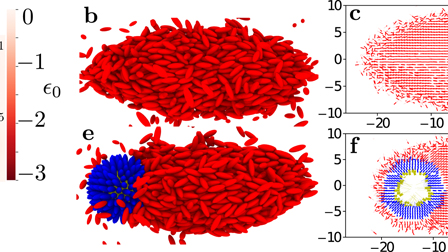 Nucleation and shape dynamics of model nematic tactoids around adhesive ...