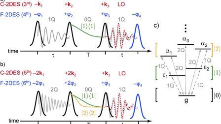 Signatures of exciton dynamics and interaction in coherently and ...