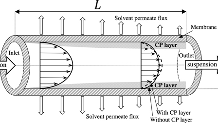 Modeling cross-flow ultrafiltration of permeable particle dispersions ...