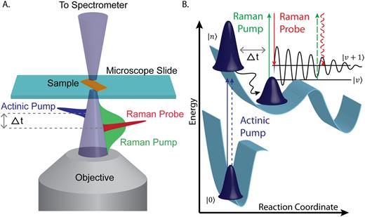 Femtosecond stimulated Raman spectro-microscopy for probing chemical ...