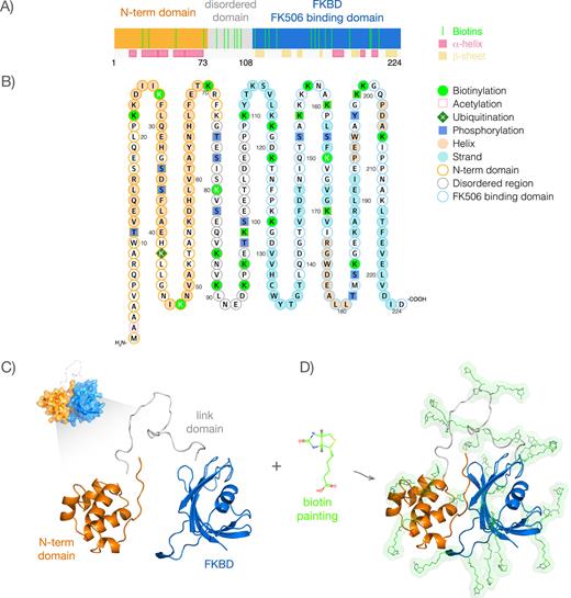 Biotin-painted proteins have thermodynamic stability switched by ...
