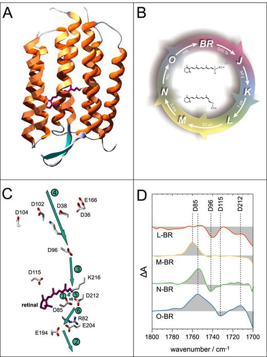 Protein conformational changes and protonation dynamics probed by a ...