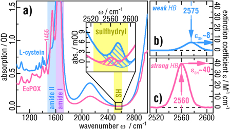 SH—It happens: S–H bonds as intrinsic 2D-IR labels in proteins | The ...
