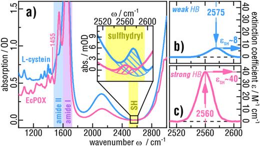 SH—It happens: S–H bonds as intrinsic 2D-IR labels in proteins | The ...