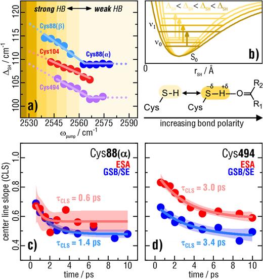 SH—It happens: S–H bonds as intrinsic 2D-IR labels in proteins | The ...