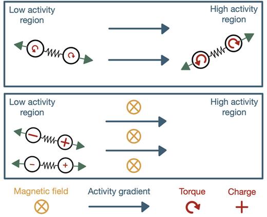 Active chiral molecules in activity gradients | The Journal of Chemical ...