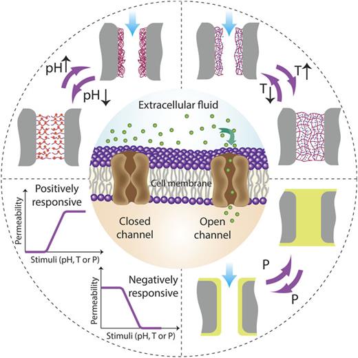 A review on nature-inspired gating membranes: From concept to design ...