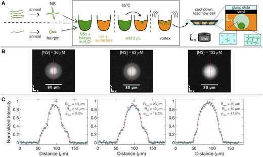 Emulsion imaging of a DNA nanostar condensate phase diagram reveals ...