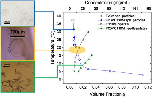 Polymorphic protein phase transitions driven by surface anisotropy ...