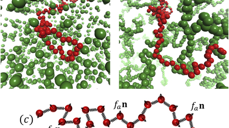 Conformation and dynamics of an active filament in crowded media | The ...