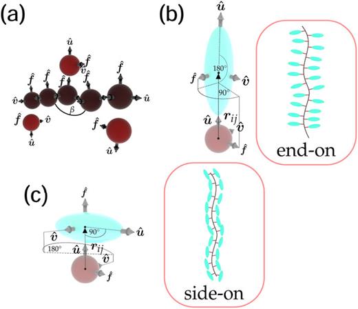 Coarse-grained modeling of polymers with end-on and side-on liquid ...