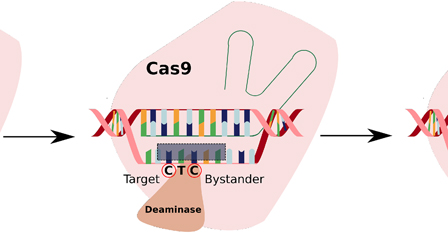 Dynamics of single-base editing: Theoretical analysis | The Journal of ...