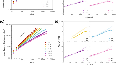 Dynamics and microrheology of colloidal clay-polymer glasses and gels ...
