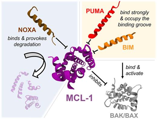 MCL-1 promiscuity and the structural resilience of its binding partners ...