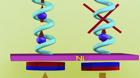 Spin-dependent electrified protein interfaces for probing the CISS ...