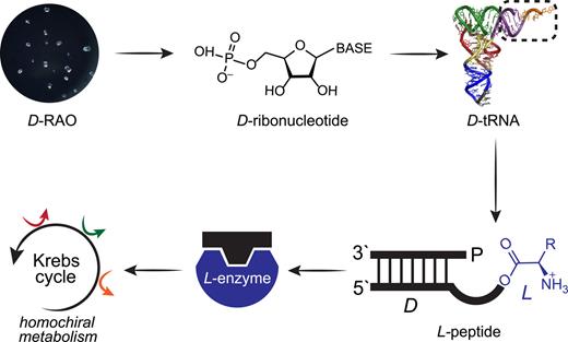 The central dogma of biological homochirality: How does chiral ...