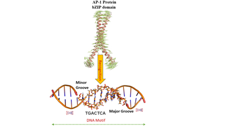 Structural and dynamical aspect of DNA motif sequence specific binding ...