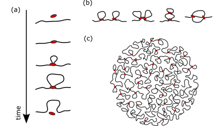 Footprints of loop extrusion in statistics of intra-chromosomal ...