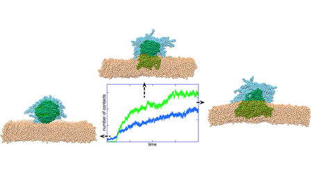 Molecular modeling of the carbohydrate corona formation on a polyvinyl ...