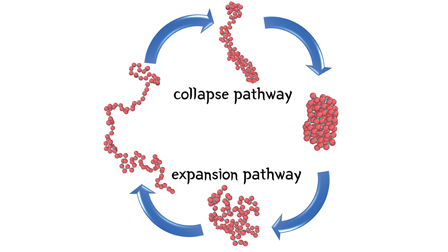 Collapse and expansion kinetics of a single polyelectrolyte chain with ...