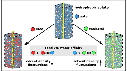 Interactions of adsorbing cosolutes with hydrophobic hydration shells ...