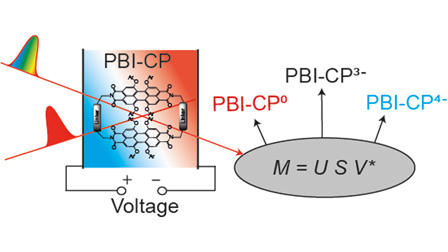 Dynamics of reduced perylene bisimide cyclophane redox species by ...