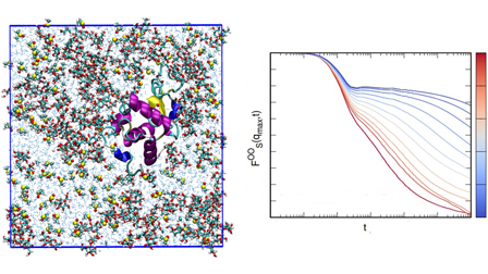 Structure and slow dynamics of protein hydration water with ...