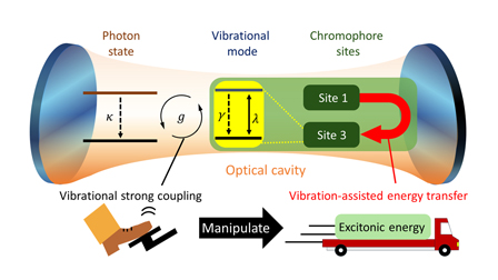 Manipulation of photosynthetic energy transfer by vibrational strong ...