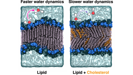 Influence of cholesterol on hydrogen-bond dynamics of water molecules ...