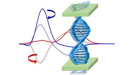 Chiral spin selectivity and chiroptical activity in helical molecules ...