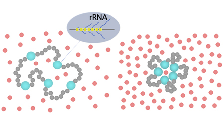 Compaction and clustering of a heterogeneous polymer by biomolecular ...