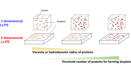 A reaction network model of microscale liquid–liquid phase separation ...