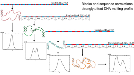 Origins of fine structure in DNA melting curves | The Journal of ...