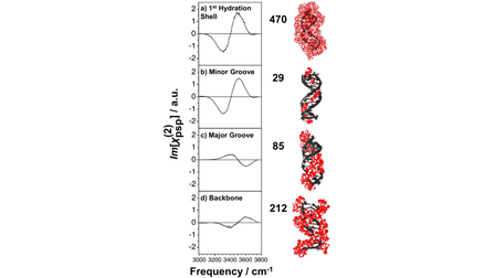 Beyond the “spine of hydration”: Chiral SFG spectroscopy detects DNA ...