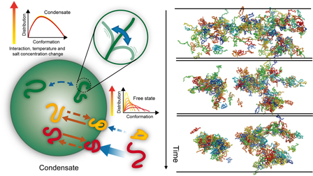 Balancing thermodynamic stability, dynamics, and kinetics in phase ...