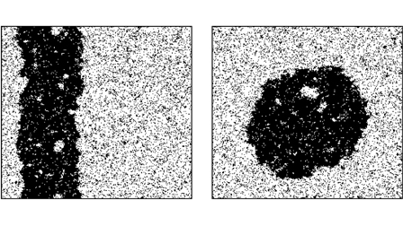 Interfacial and density fluctuations in a lattice model of motility ...