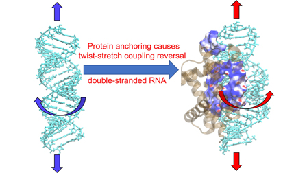 Effect of protein binding on the twist–stretch coupling of double ...