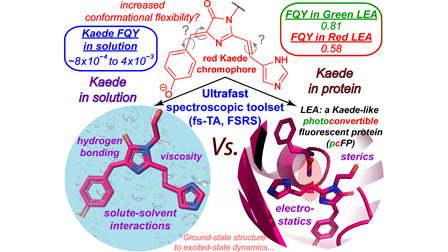 Deciphering ultrafast structural dynamics of the red Kaede chromophore ...