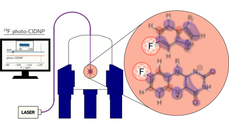 Transient 19F photo-CIDNP: A practical tool to distinguish intermediate ...