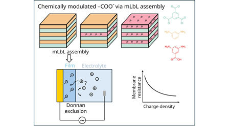 Electrochemical investigation of Donnan exclusion mechanisms in ...