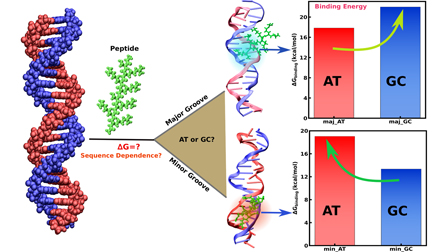 AT vs GC binding of protamine-template: A microscopic understanding ...