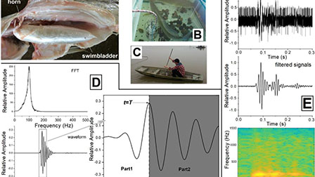 Acoustic characteristics of synthesized signals of Chinese bahaba ...