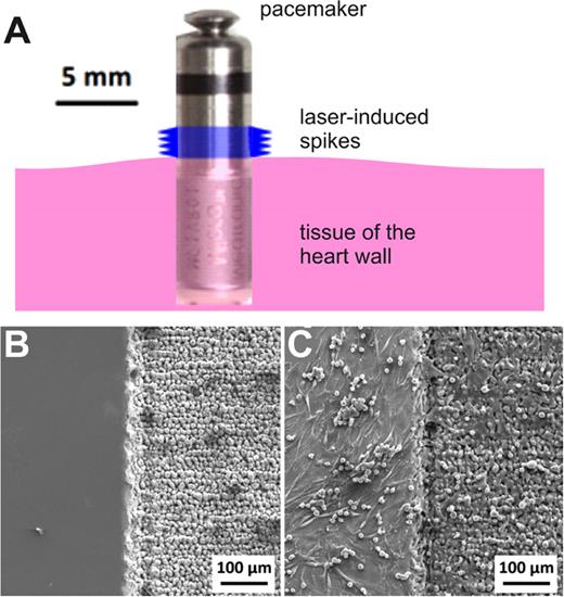 Surface functionalization by laser-induced periodic surface structures ...