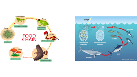 Global boundedness and asymptotic stability for a food chain model with ...